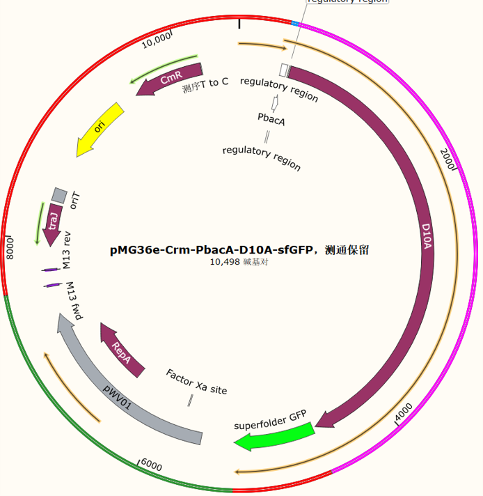 pMG36e-Crm-PbacA-D10A-sfGFP - 舒桐科技——一站式基因编辑平台