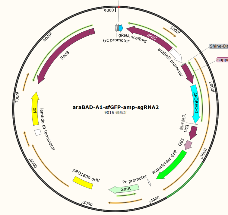 araBAD-A1-sfGFP-amp-sgRNA2 - 舒桐科技——一站式基因编辑平台