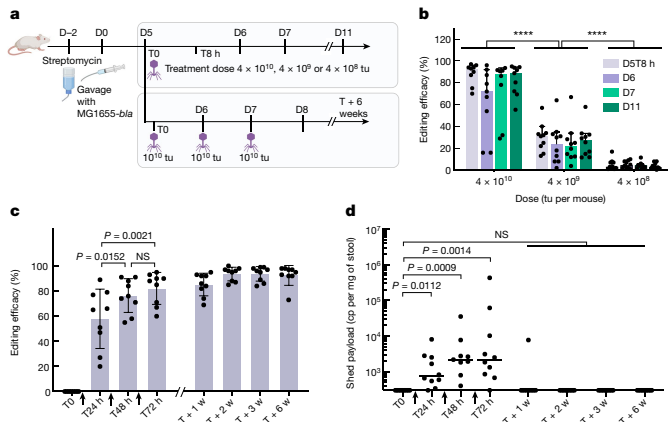 Lambda Phage (λ Phage) Genome Editing Service - GeneRulor | Gene ...