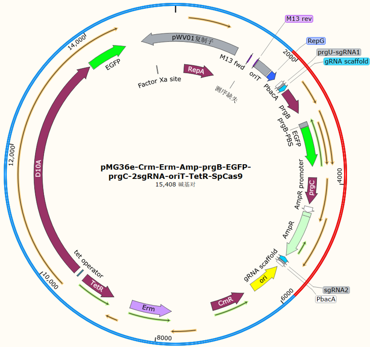 pMG36e-Crm-Erm-Amp-prgB-EGFP-prgC-2sgRNA-oriT-TetR-SpCas9 - 舒桐科技——一站式基因编辑平台