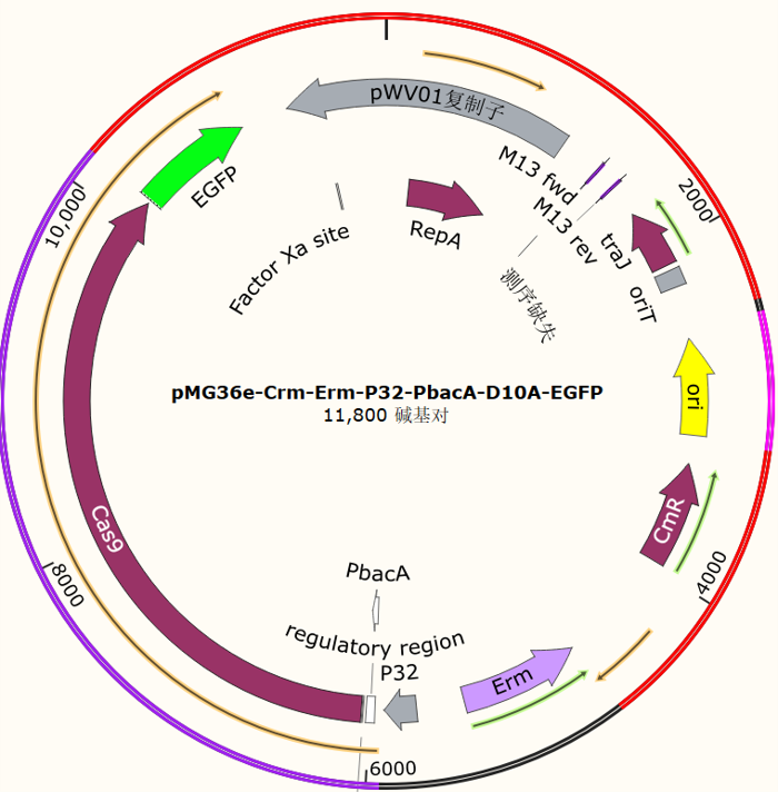 pMG36e-Crm-Erm-P32-PbacA-D10A-EGFP - 舒桐科技——一站式基因编辑平台